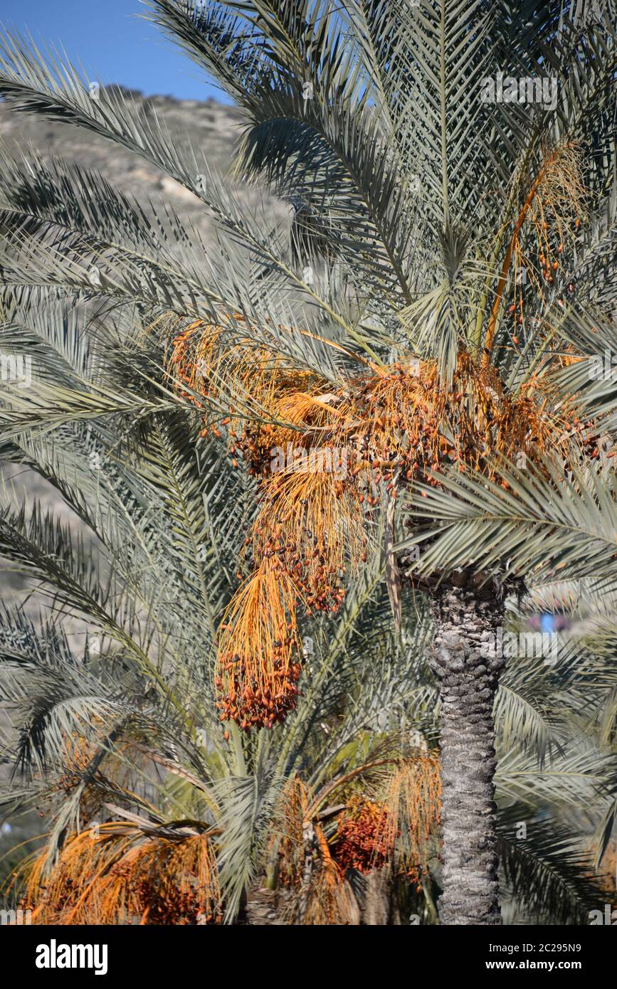 Dates on the date palm, Costa Blanca, Spain Stock Photo - Alamy
