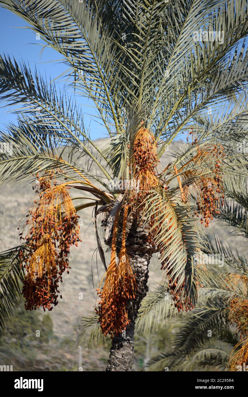 Dates on the date palm, Costa Blanca, Spain Stock Photo - Alamy