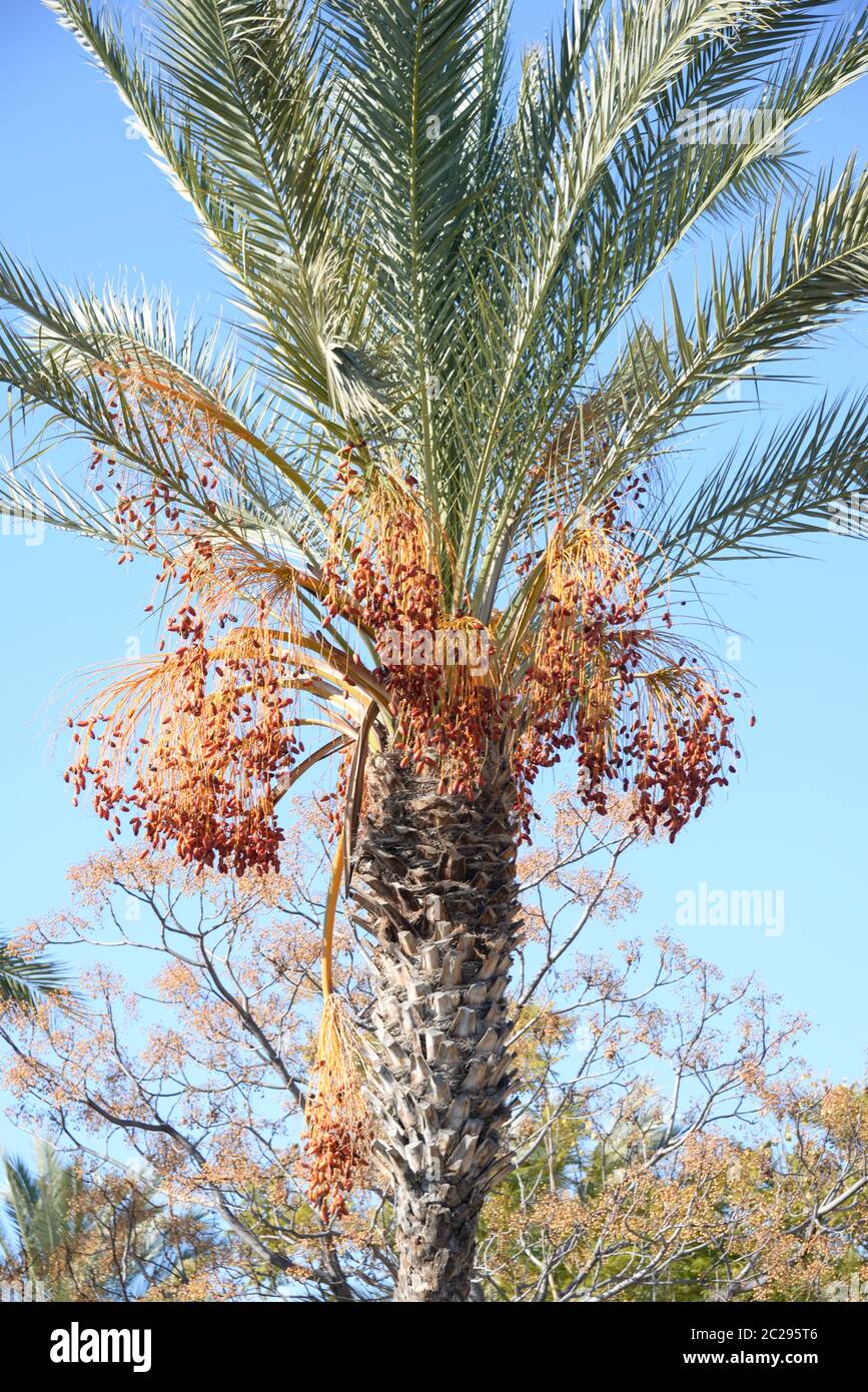 Dates on the date palm, Costa Blanca, Spain Stock Photo - Alamy