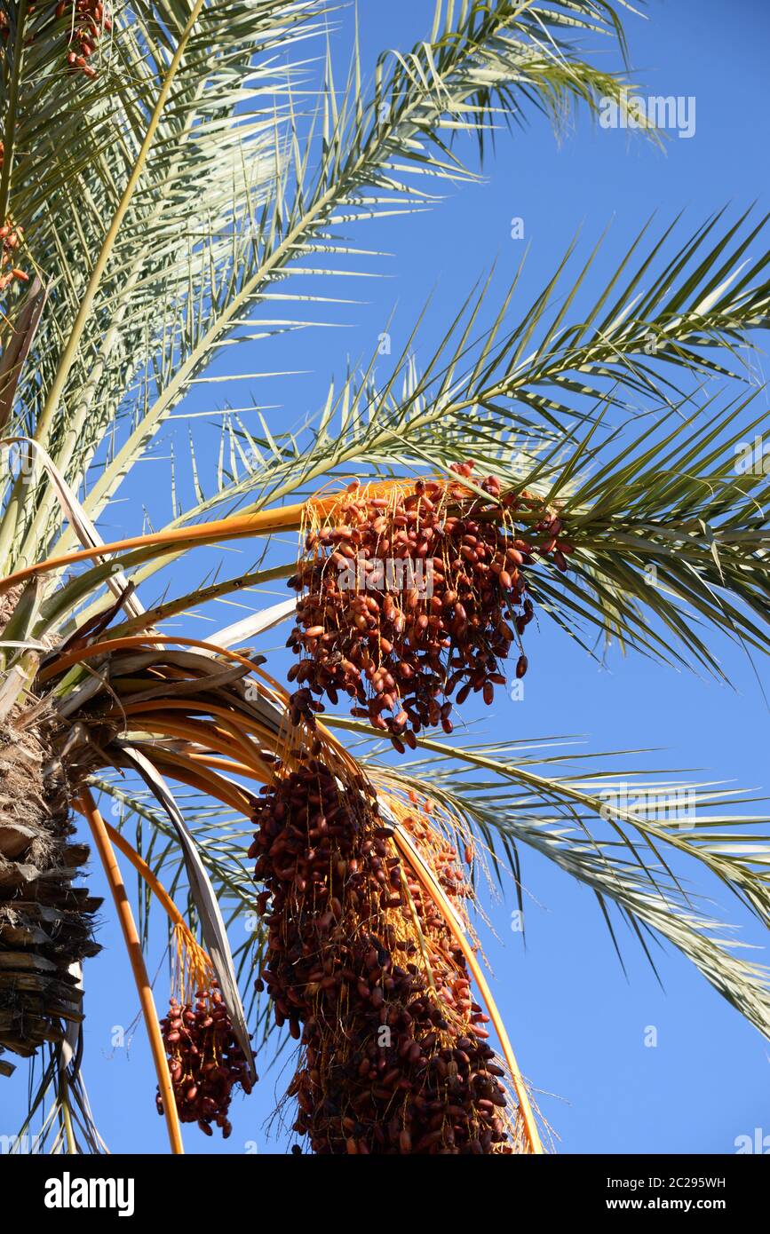 Dates on the date palm, Costa Blanca, Spain Stock Photo - Alamy