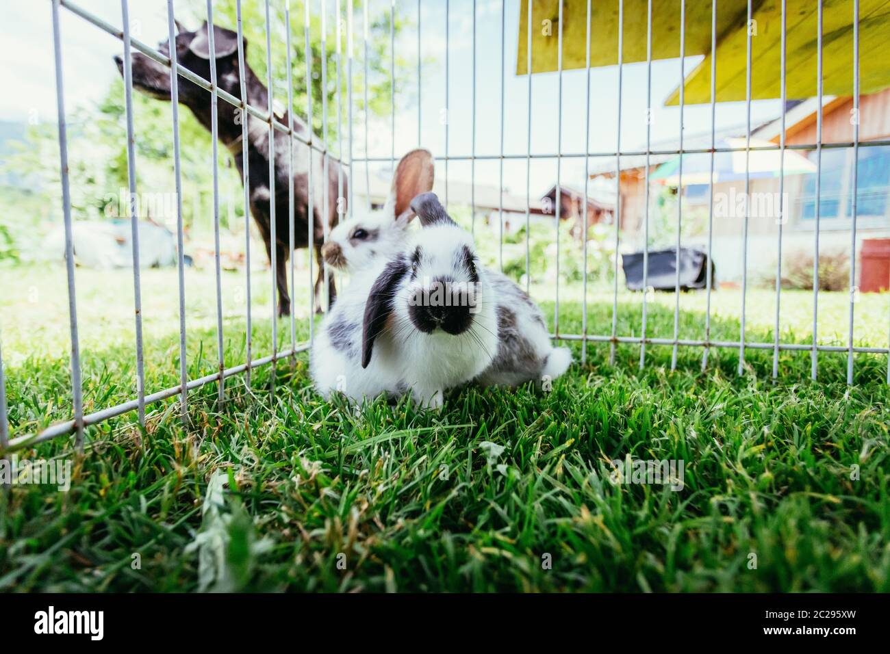 Cute little bunny in an outdoor compound, green grass Stock Photo - Alamy