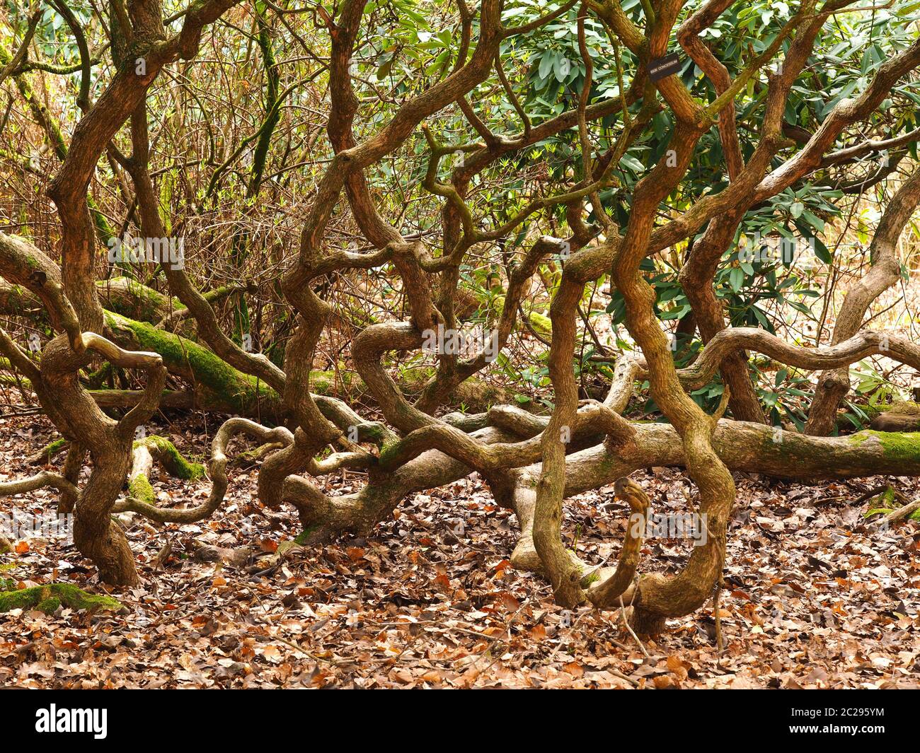 Rhododendron Tree Branch