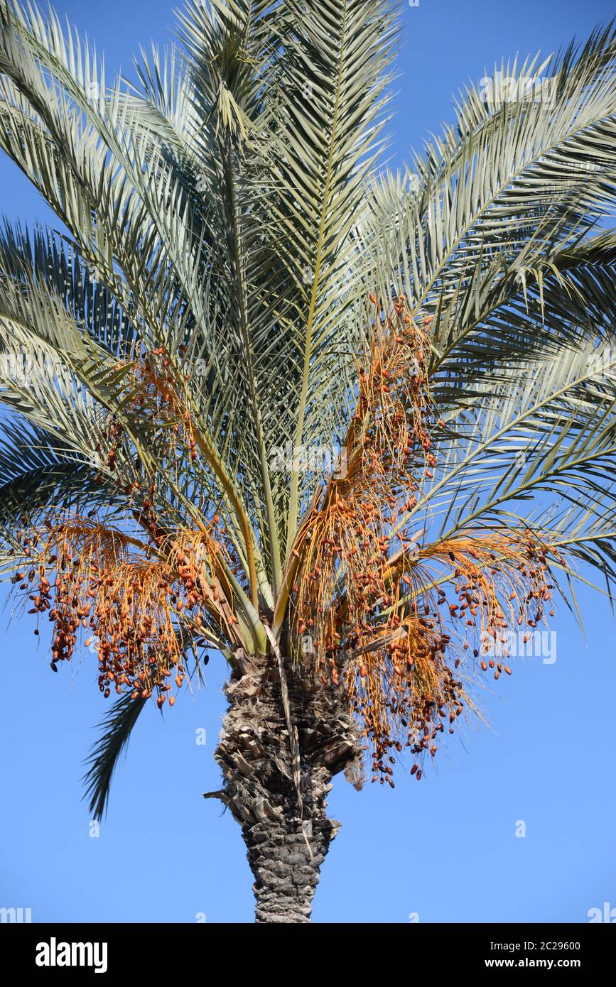 Dates on the date palm, Costa Blanca, Spain Stock Photo - Alamy