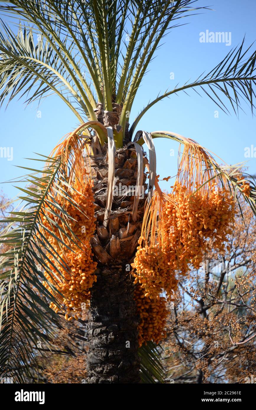 Dates on the date palm, Costa Blanca, Spain Stock Photo - Alamy