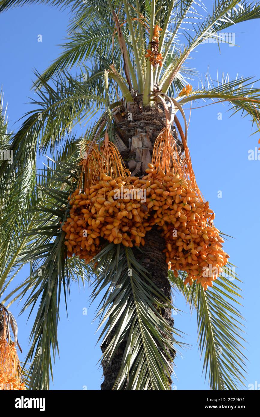Dates on the date palm, Costa Blanca, Spain Stock Photo - Alamy