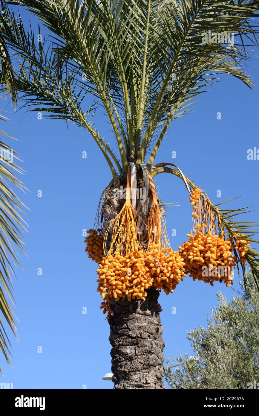 Dates on the date palm, Costa Blanca, Spain Stock Photo - Alamy