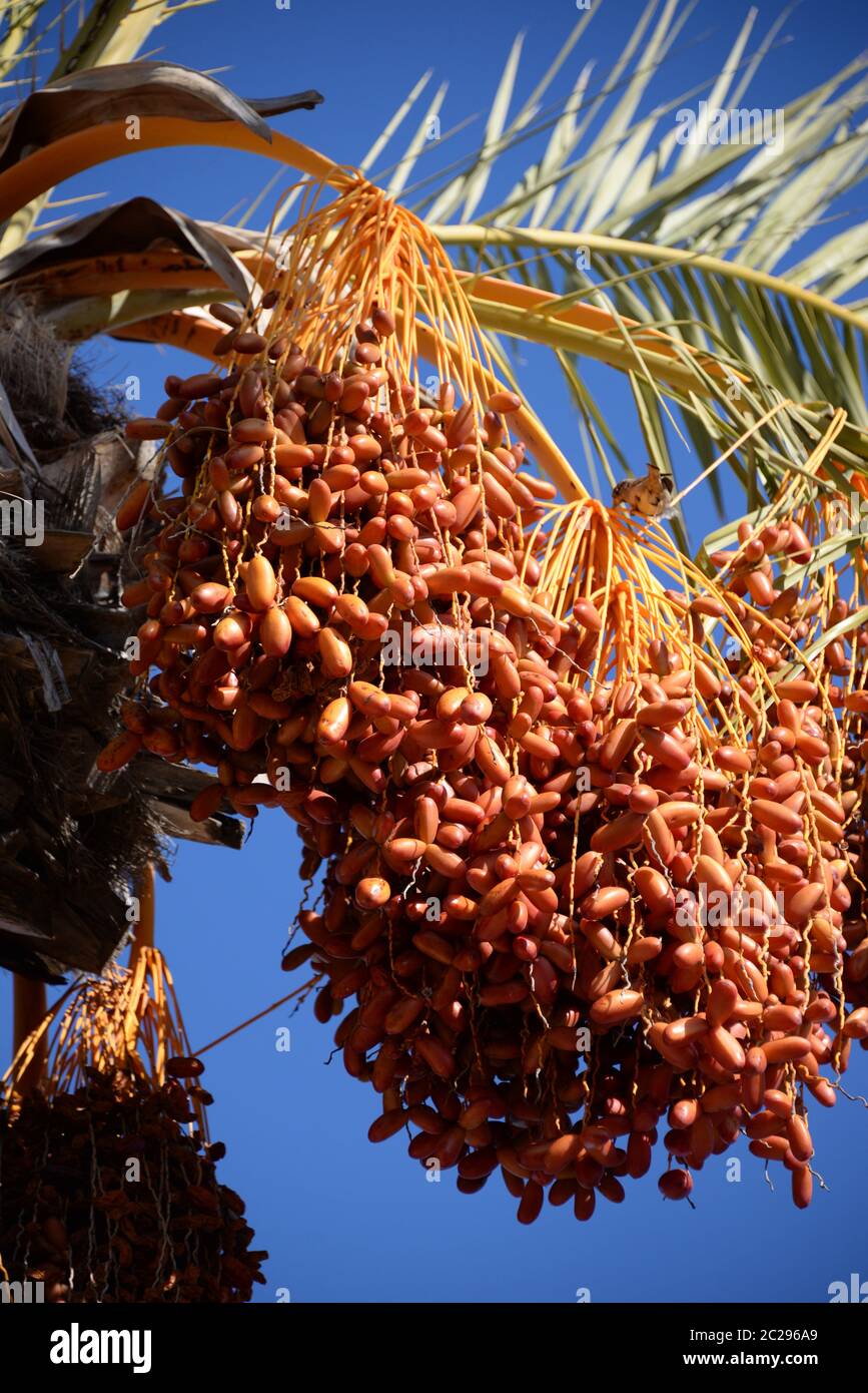 Dates on the date palm, Costa Blanca, Spain Stock Photo - Alamy