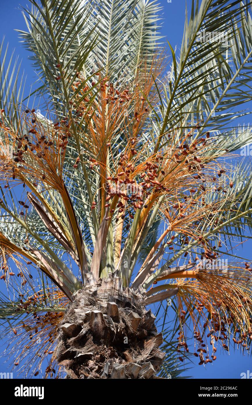 Dates on the date palm, Costa Blanca, Spain Stock Photo - Alamy