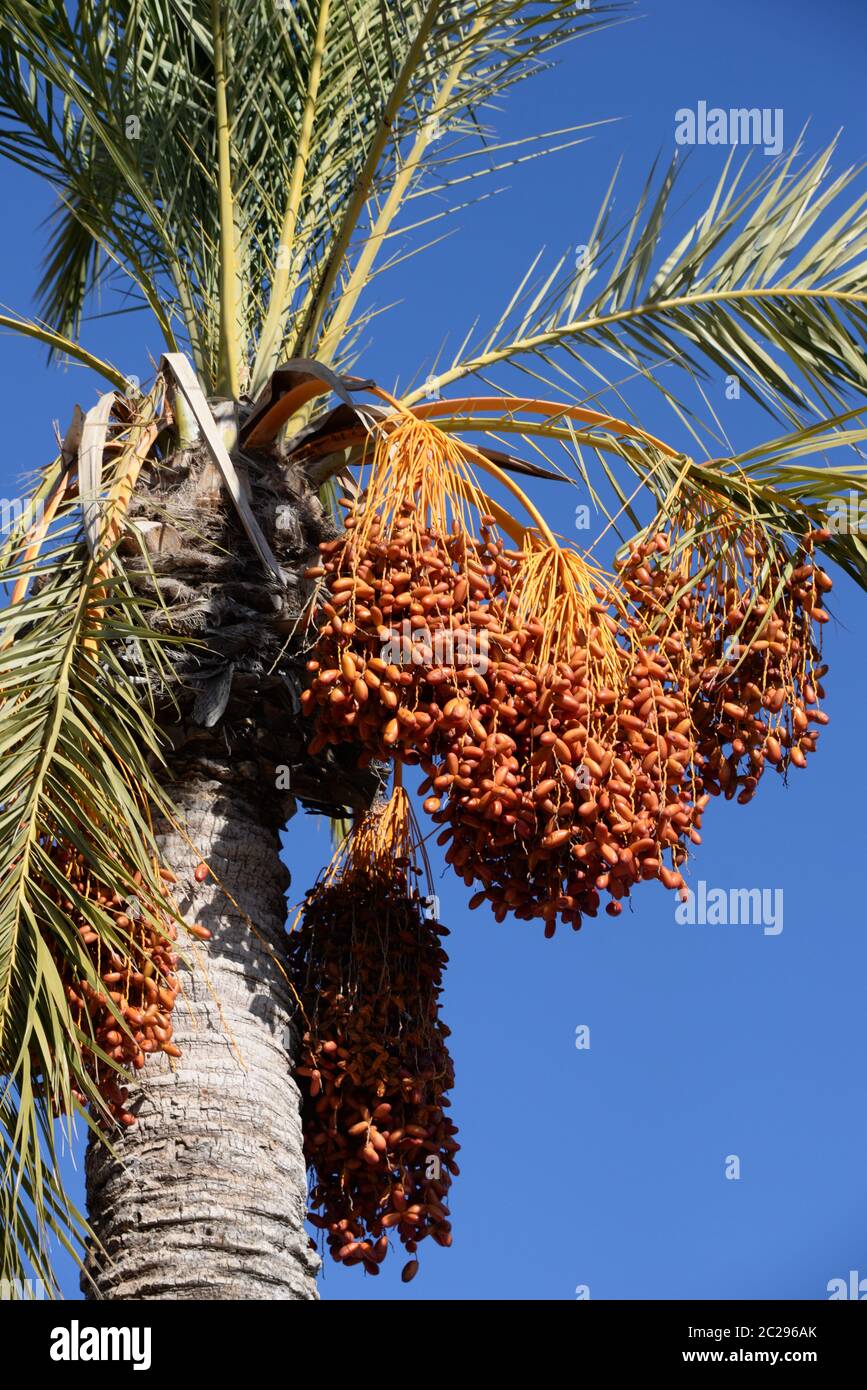 Dates on the date palm, Costa Blanca, Spain Stock Photo - Alamy