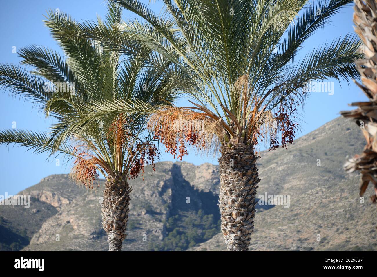 Dates on the date palm, Costa Blanca, Spain Stock Photo - Alamy