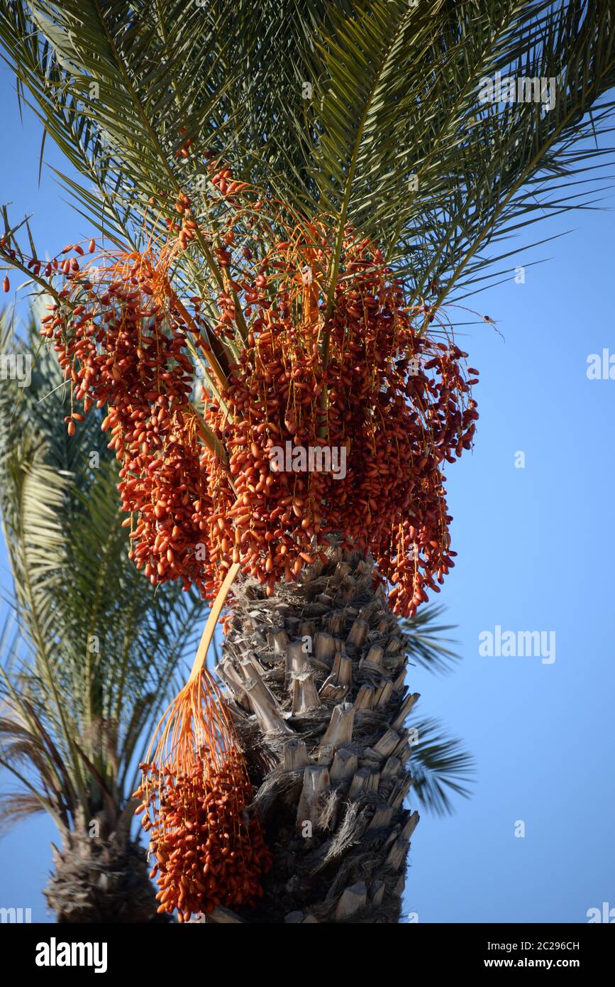 Dates on the date palm, Costa Blanca, Spain Stock Photo - Alamy