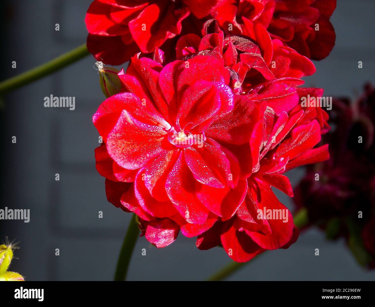 Pelargonium unique hi-res stock photography and images - Alamy