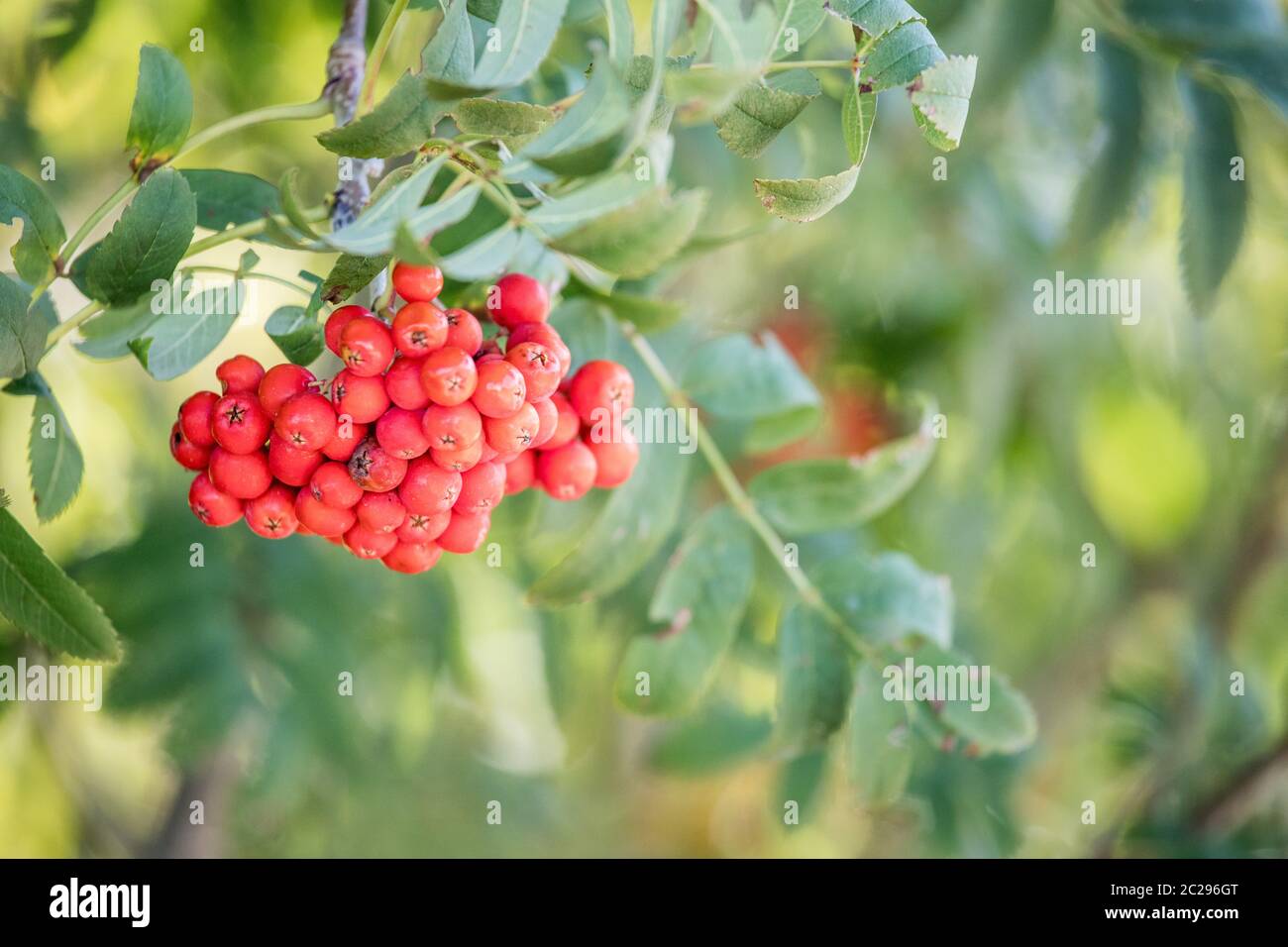 Bitter ash hi-res stock photography and images - Alamy