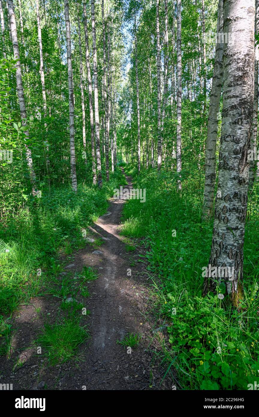 calming morning walk through green forest in shadows Stock Photo - Alamy