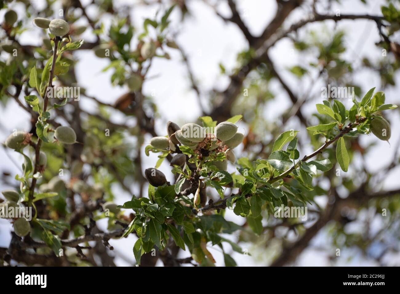 fresh almonds on tree, Costa Blanca, Spain Stock Photo - Alamy