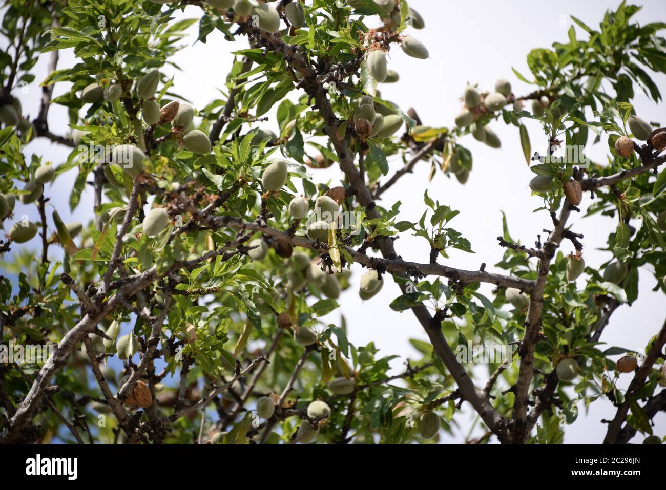 fresh almonds on tree, Costa Blanca, Spain Stock Photo - Alamy