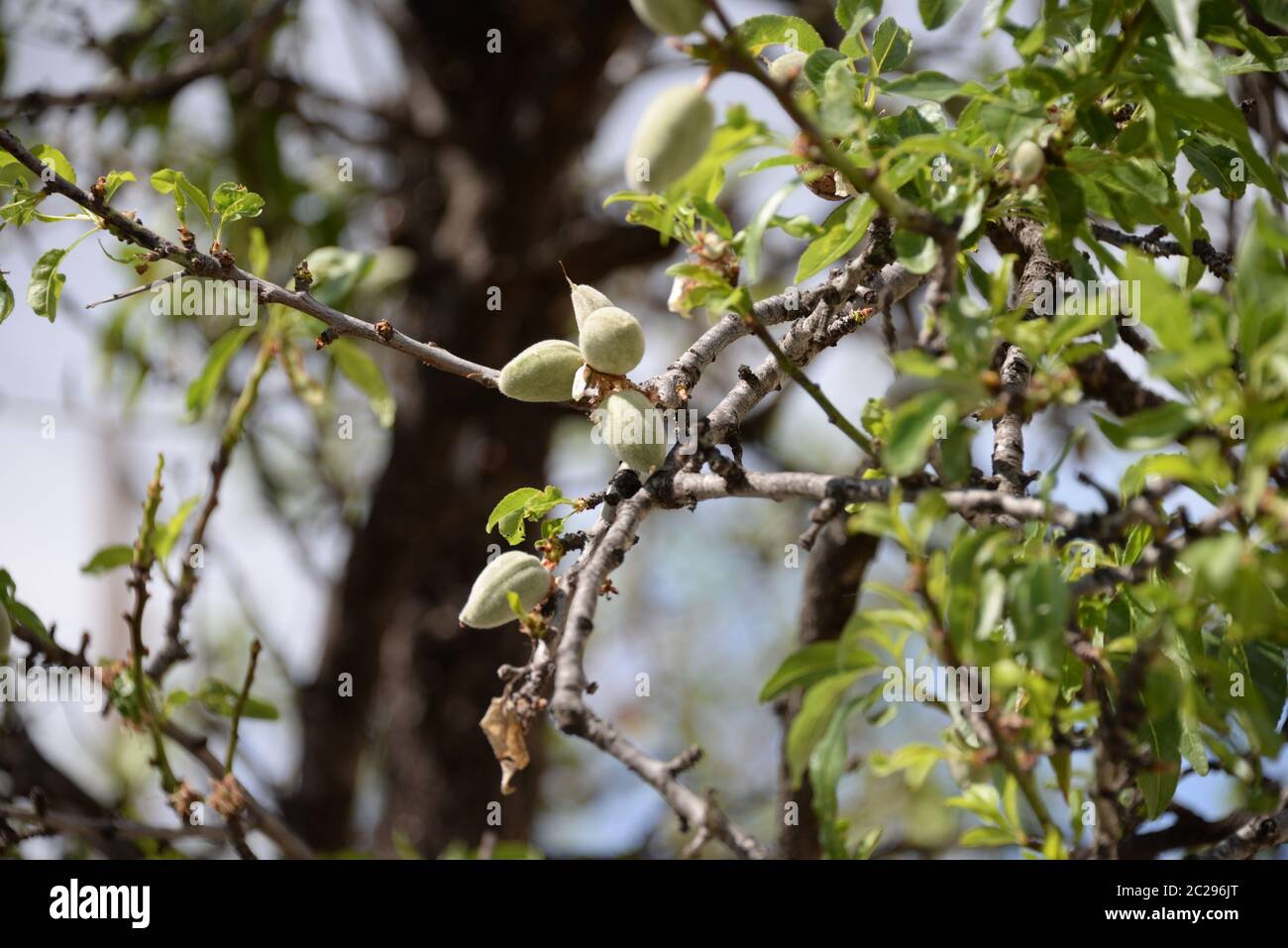 fresh almonds on tree, Costa Blanca, Spain Stock Photo - Alamy
