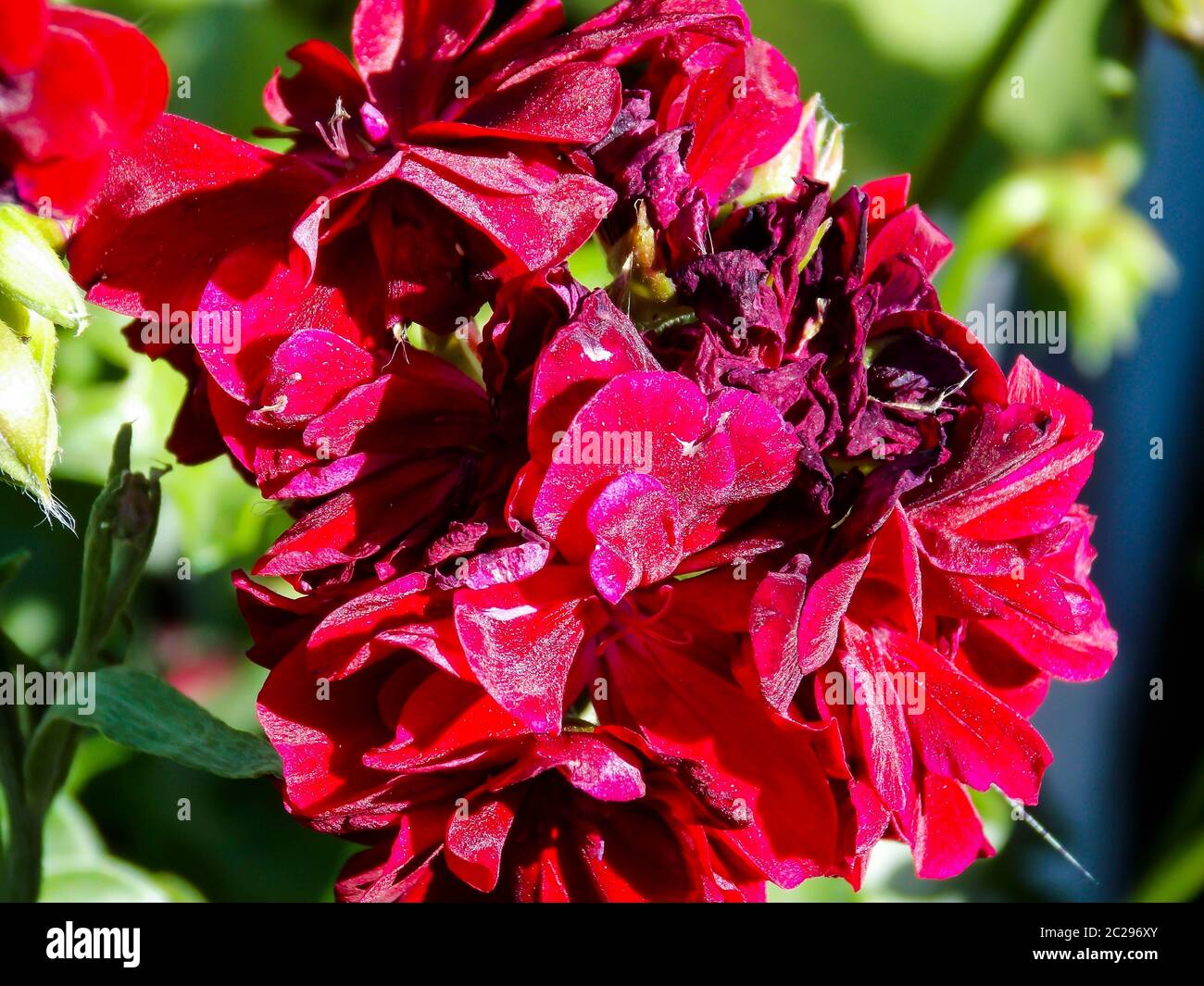 Pelargonium unique hi-res stock photography and images - Alamy