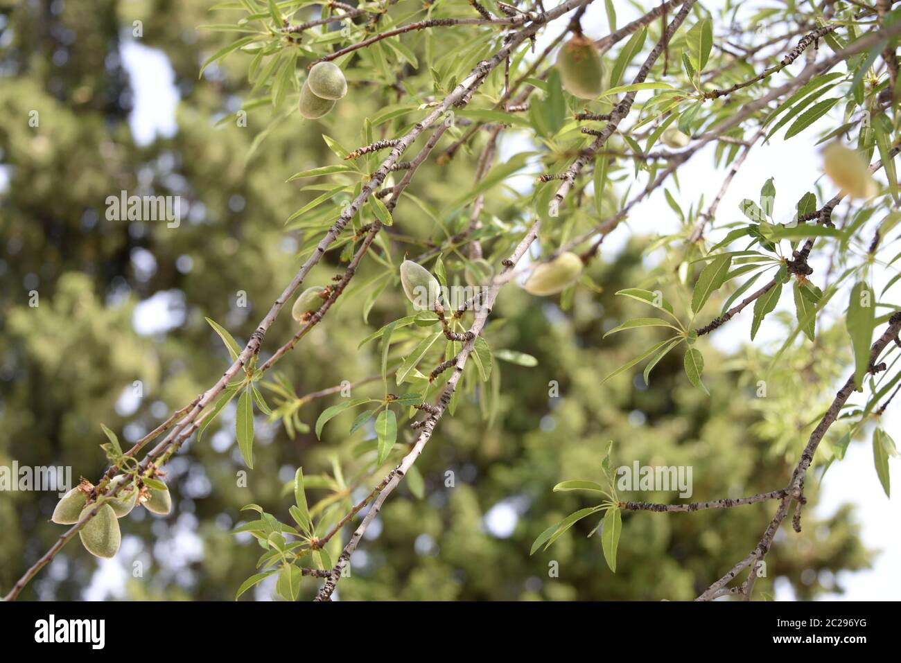 fresh almonds on tree, Costa Blanca, Spain Stock Photo - Alamy