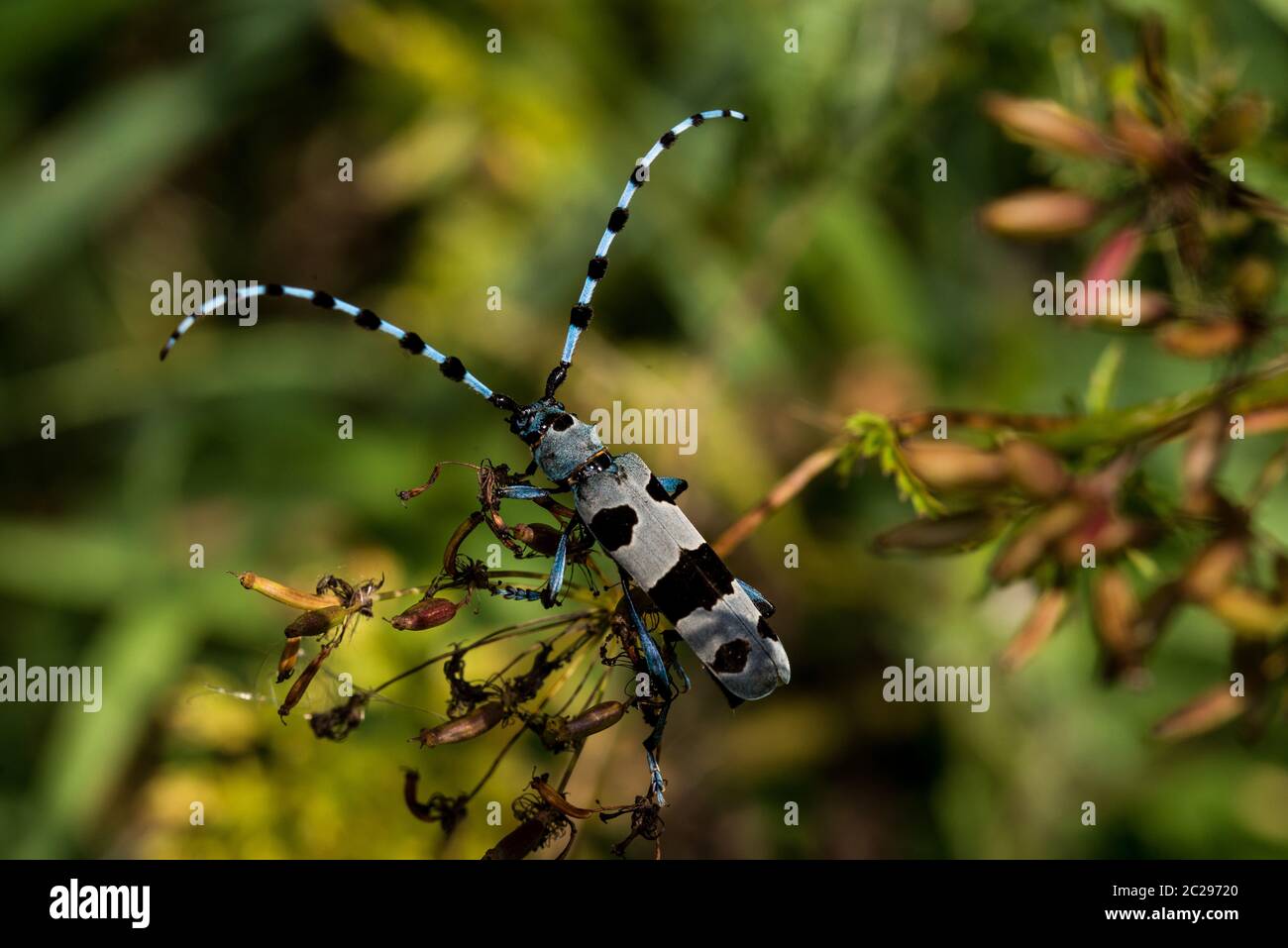 Rosalia longicorn (Rosalia alpina) or Alpine longhorn beetle Stock ...