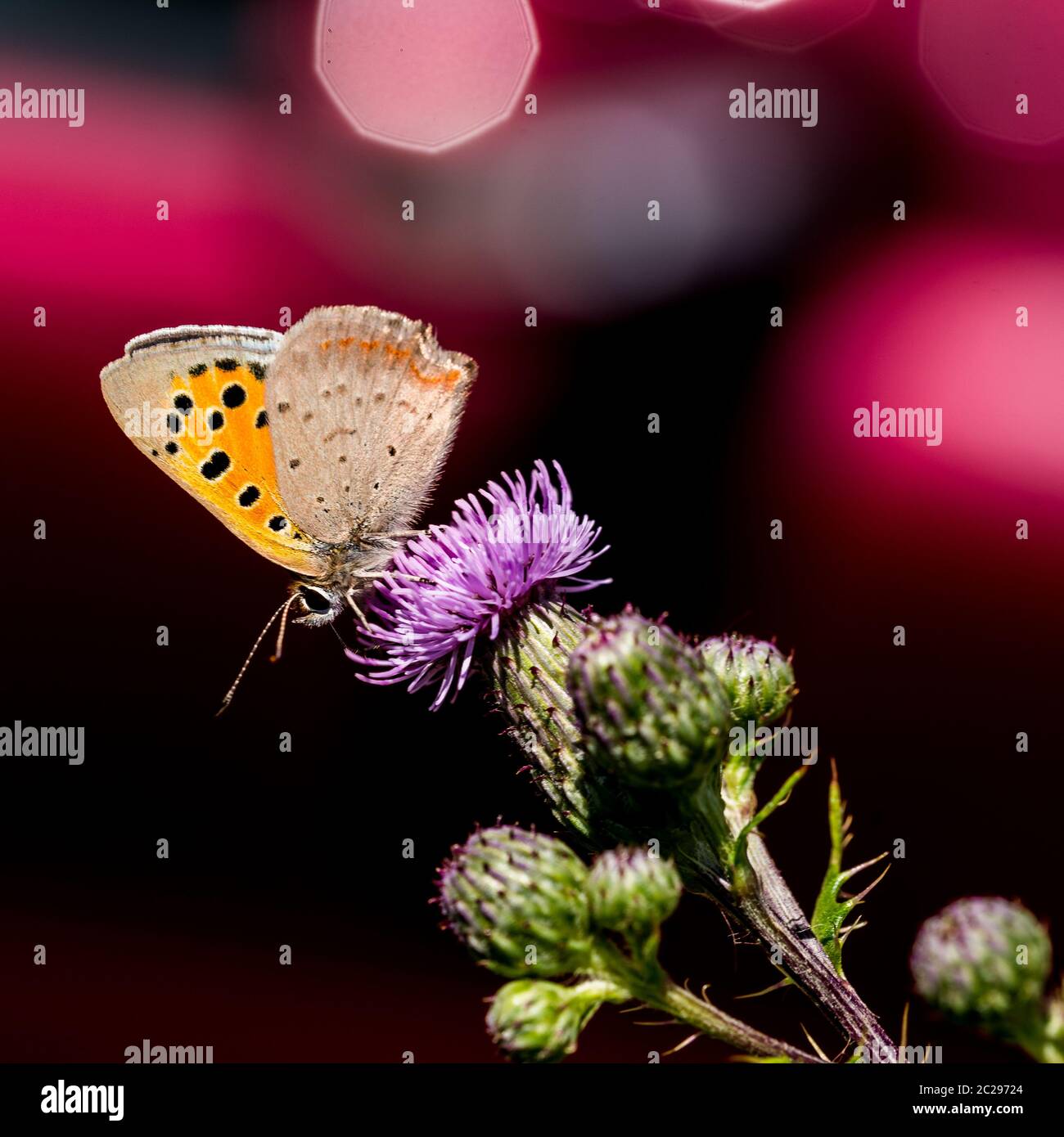 Lycaena phlaeas or American copper Stock Photo - Alamy