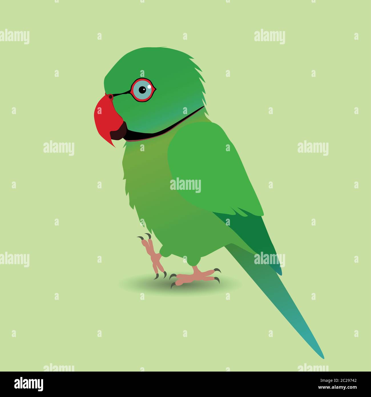 Indian Ringneck Parakeet High Resolution Stock Photography and Images ...
