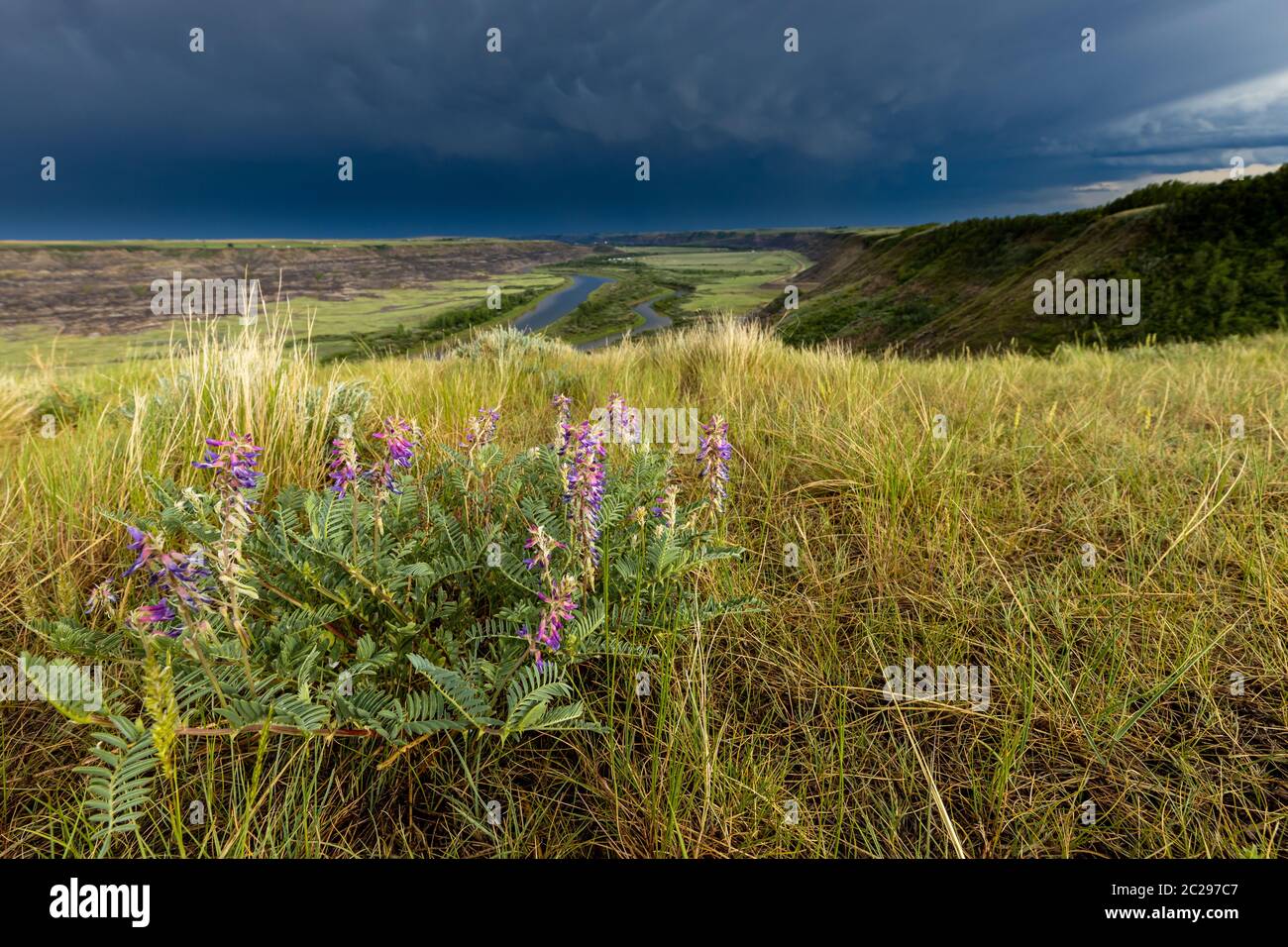 Red deer river along hi-res stock photography and images - Alamy