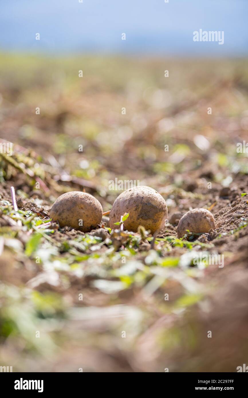 Fresh potatoes on a potato farm. Harvest, organic vegetarian food Stock ...