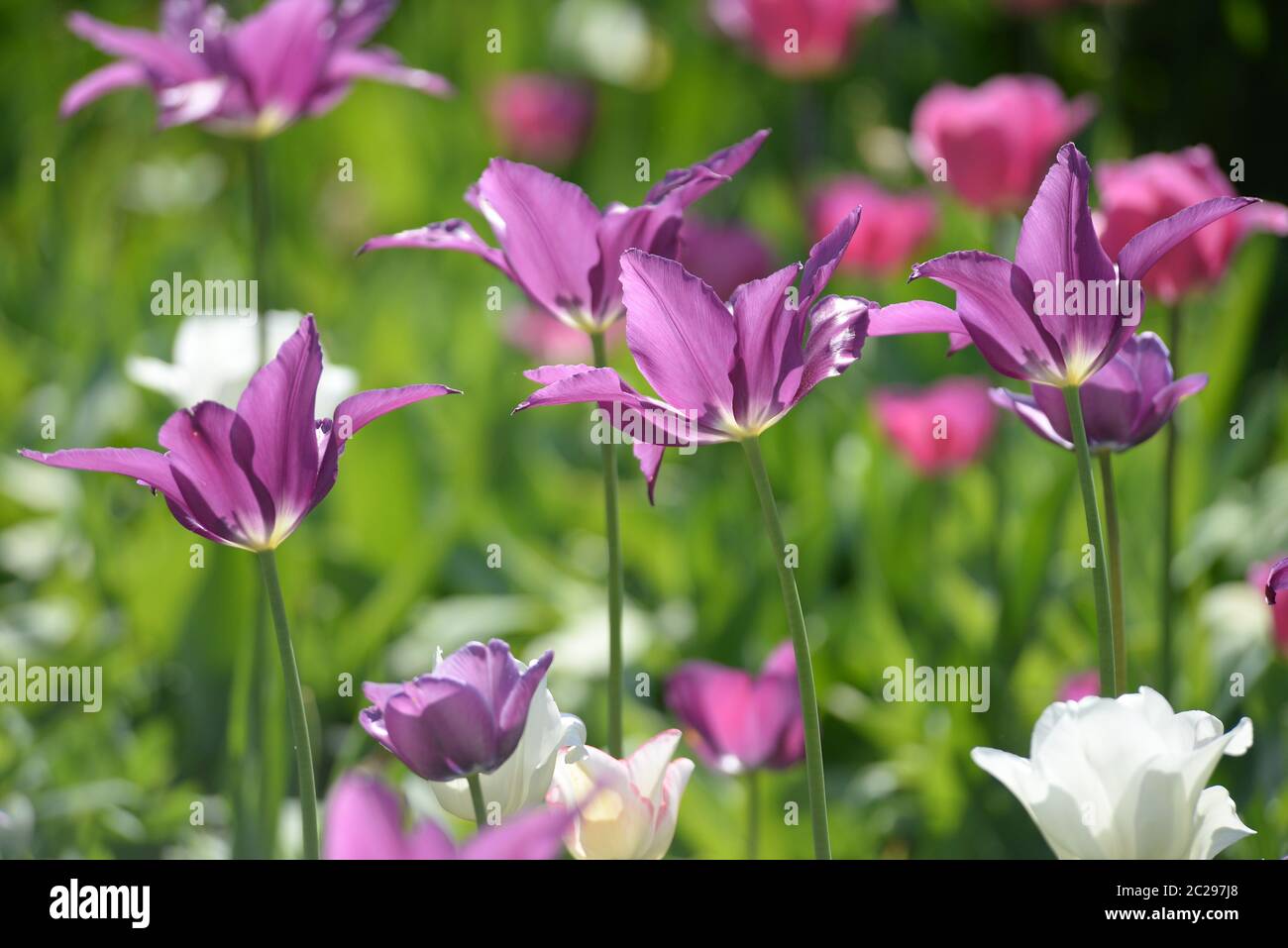 Violet tulips in a garden Stock Photo - Alamy