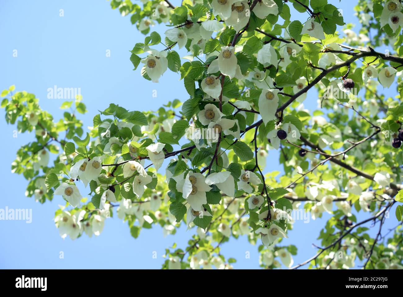 Davidia involucrata dove tree handkerchief tree hi-res stock ...