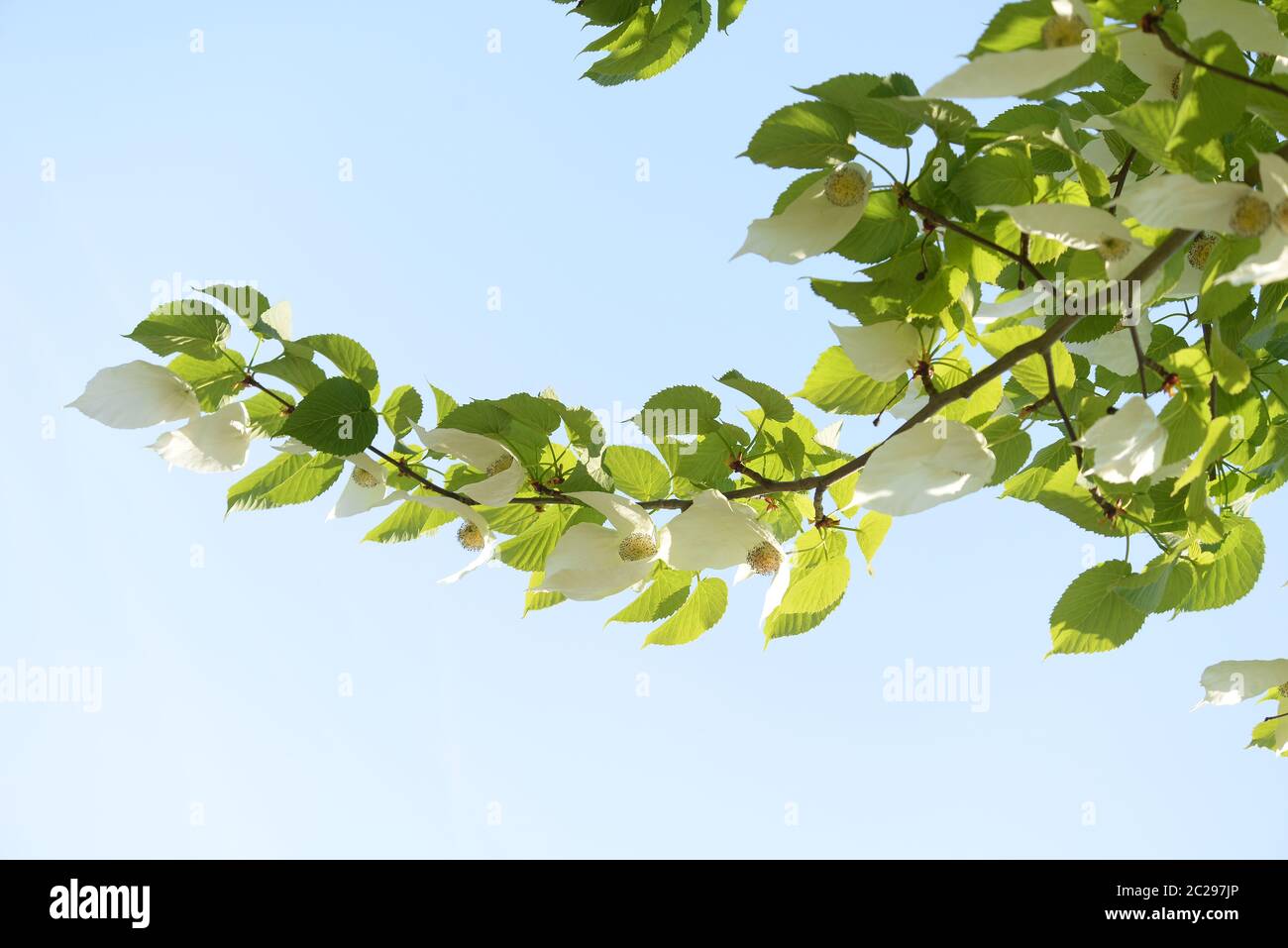 Davidia involucrata dove tree handkerchief tree hi-res stock ...