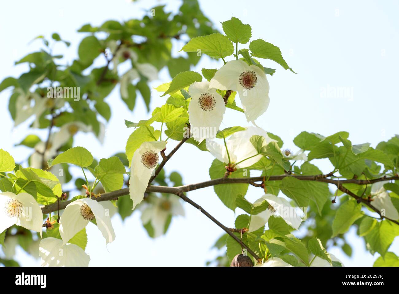 Davidia involucrata dove tree handkerchief tree hi-res stock ...