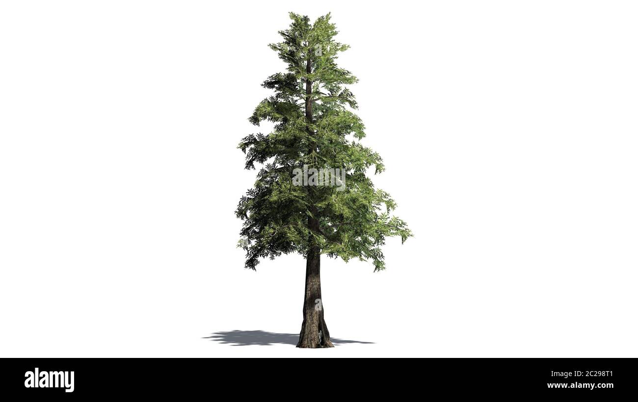 Western red Cedar - isolated on white background Stock Photo - Alamy