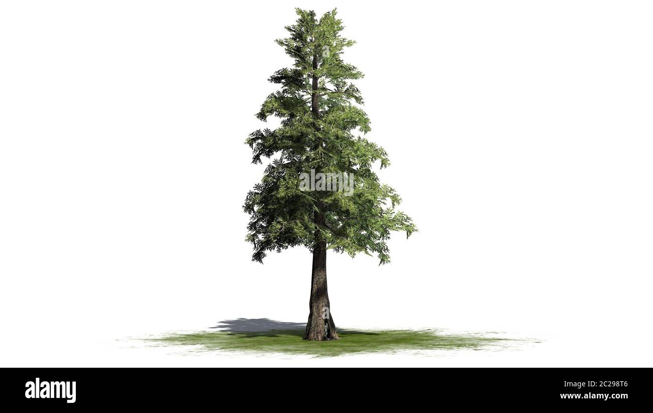 Western Red Cedar tree - isolated on white background Stock Photo - Alamy