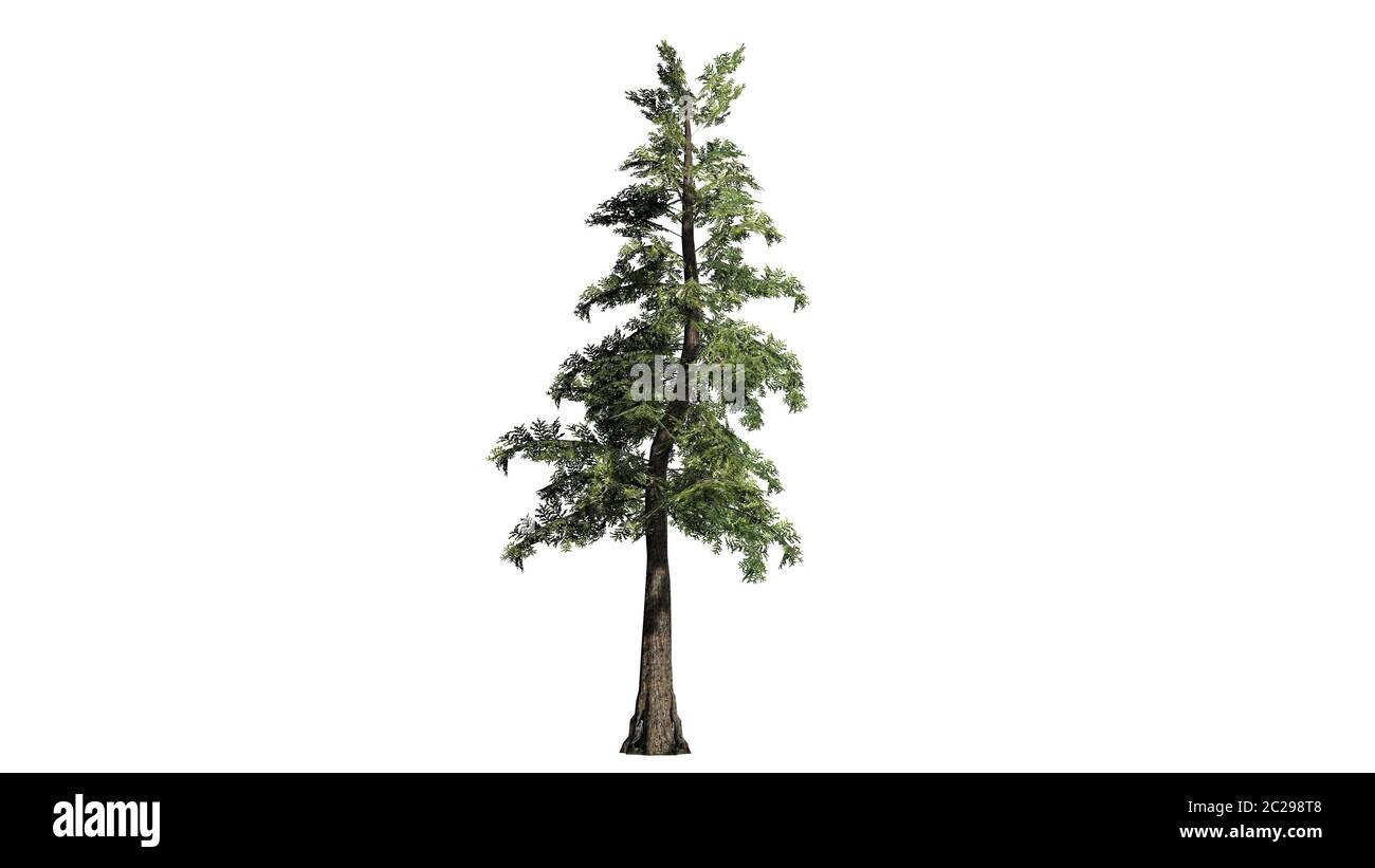 Western red cedar tree Cut Out Stock Images & Pictures - Alamy