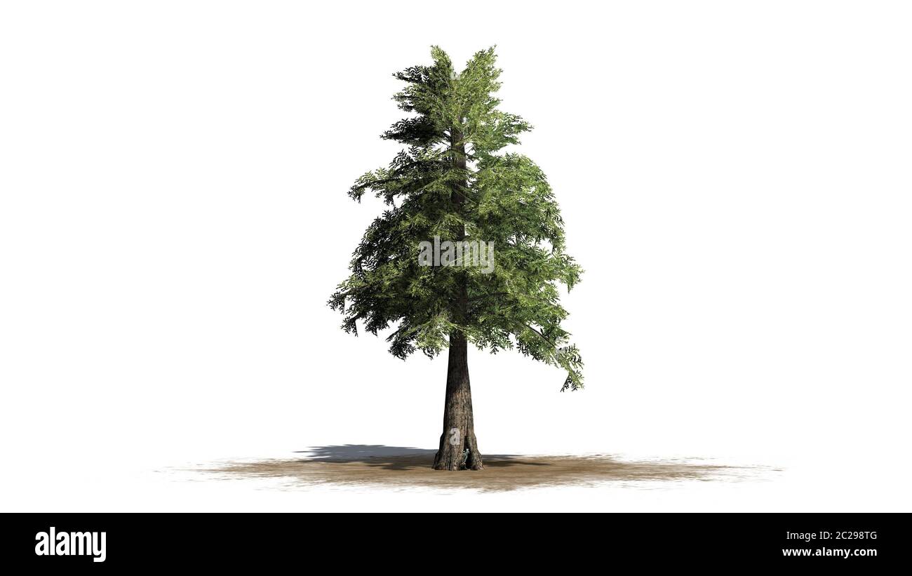 Western Red Cedar tree - isolated on white background Stock Photo - Alamy