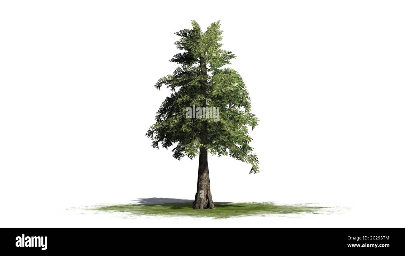 Western Red Cedar tree - isolated on white background Stock Photo - Alamy