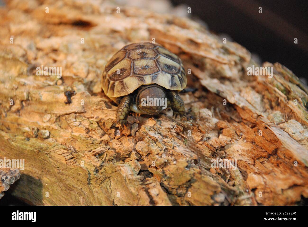 greek turtle baby Stock Photo - Alamy