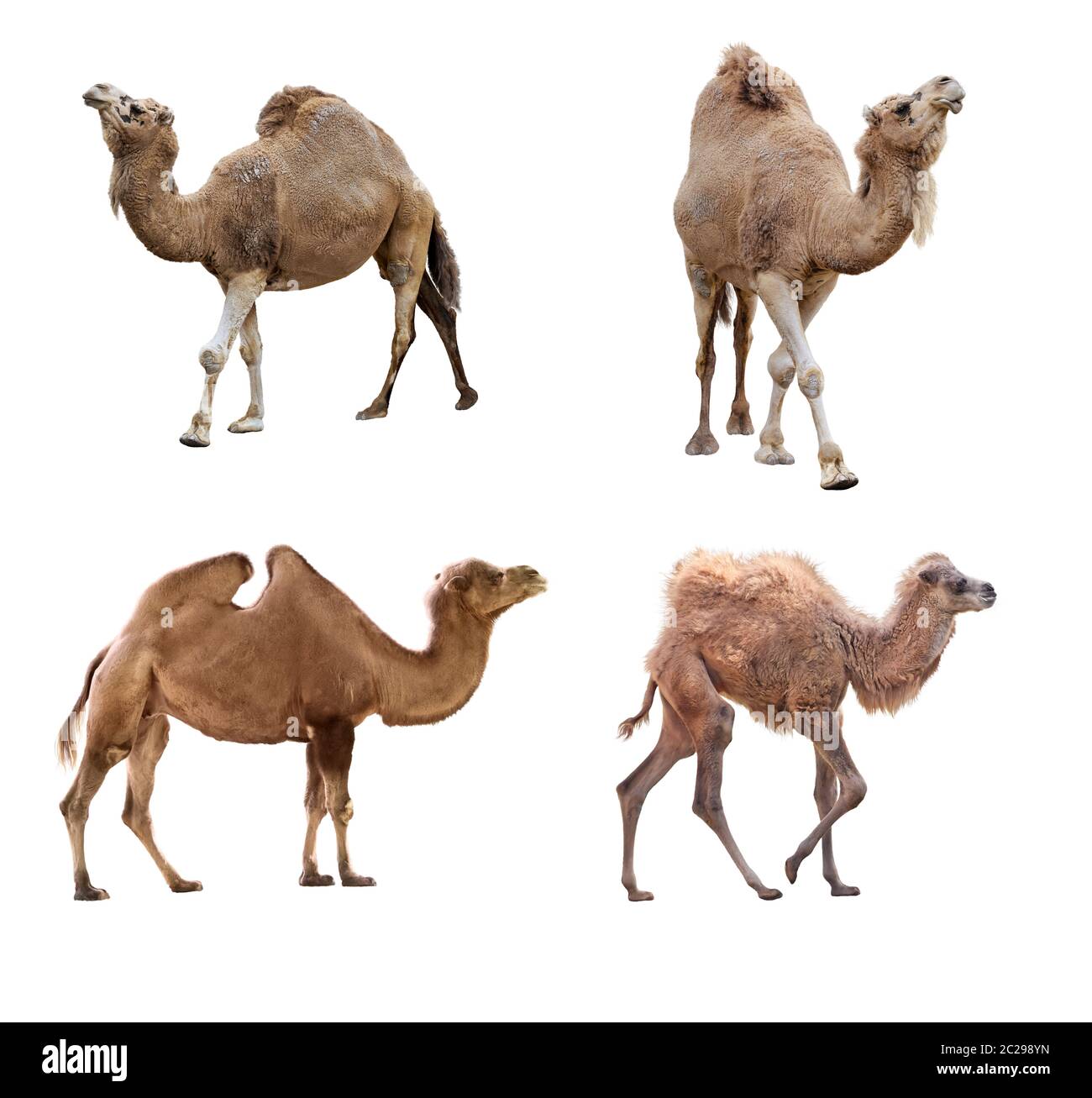 Camels isolated on white background Stock Photo - Alamy