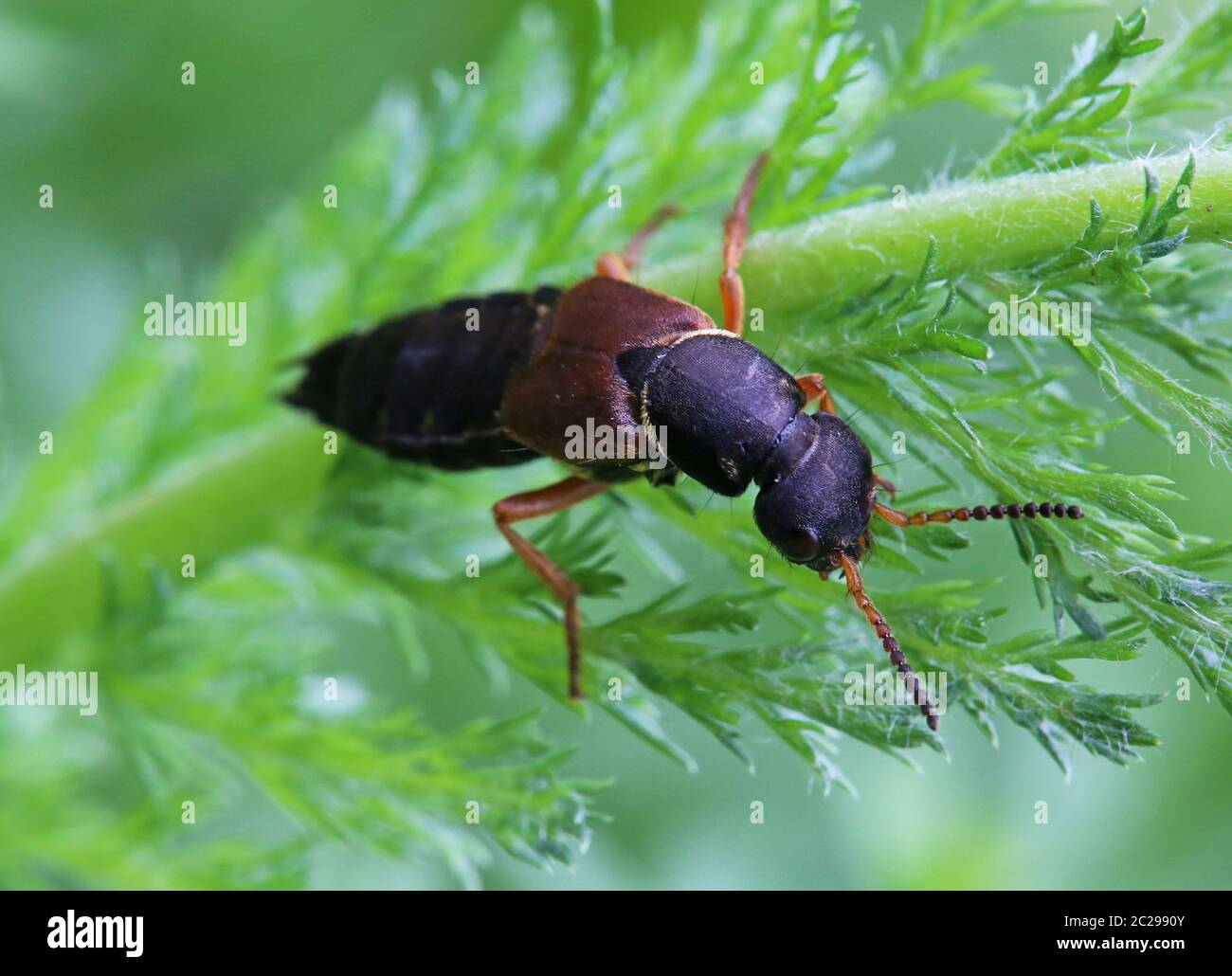 Macro Imperial short-flyer Staphylinus caesareus Stock Photo - Alamy