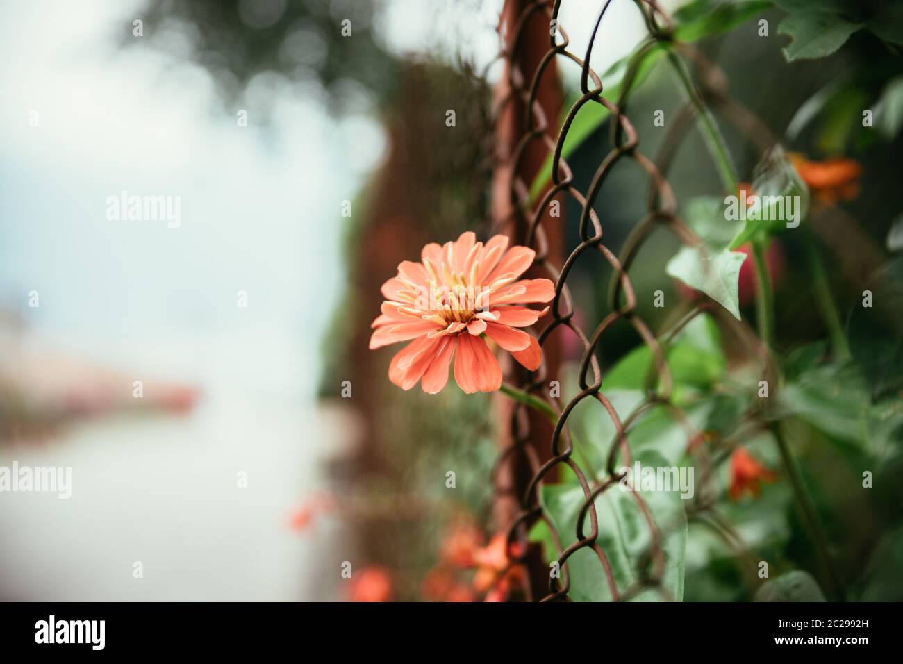 Flower borders bokeh hi-res stock photography and images - Alamy