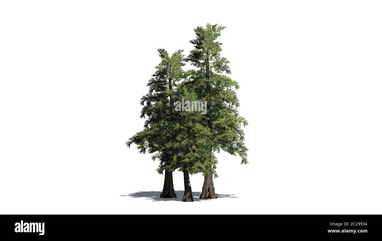 Several various Western Red Cedar trees - isolated on white background ...