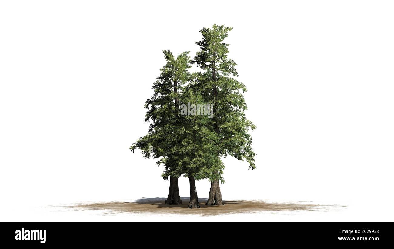 Several various Western Red Cedar trees - isolated on white background ...