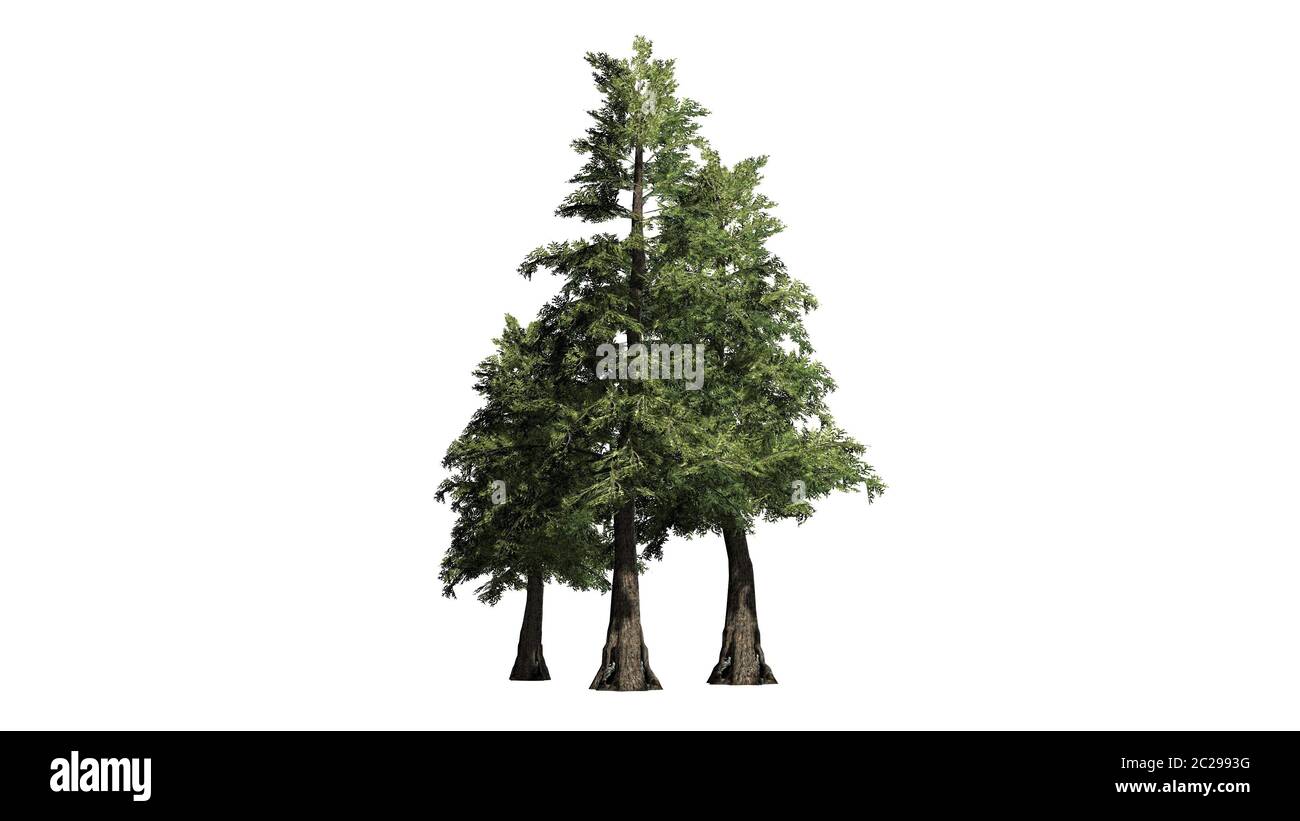 Several various Western Red Cedar trees - isolated on white background ...