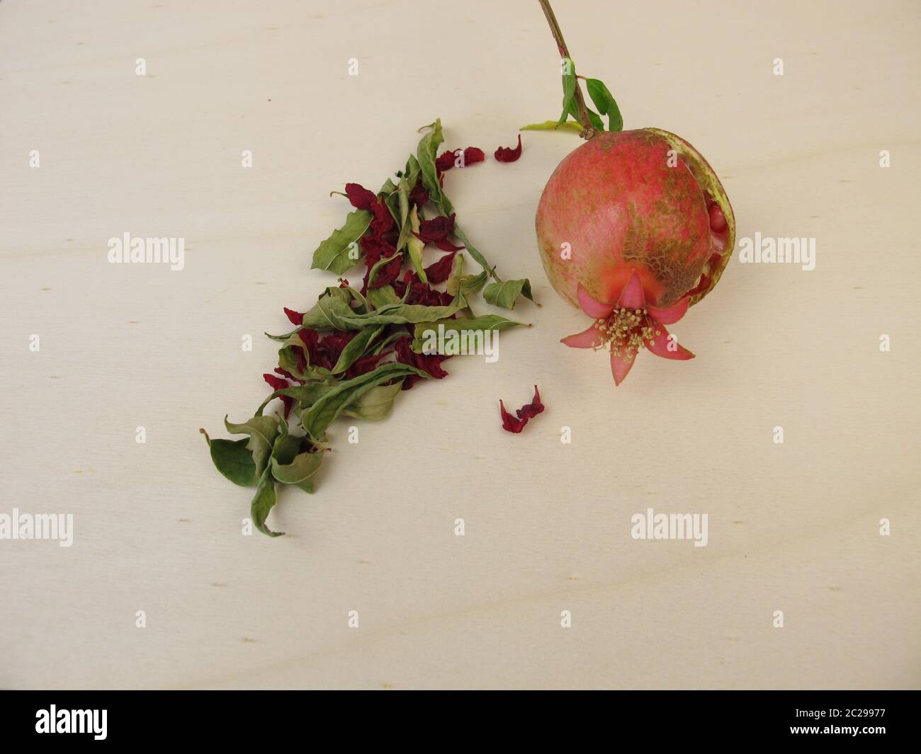 Dried pomegranate leaves, pomegranate flowers and a small pomegranate ...