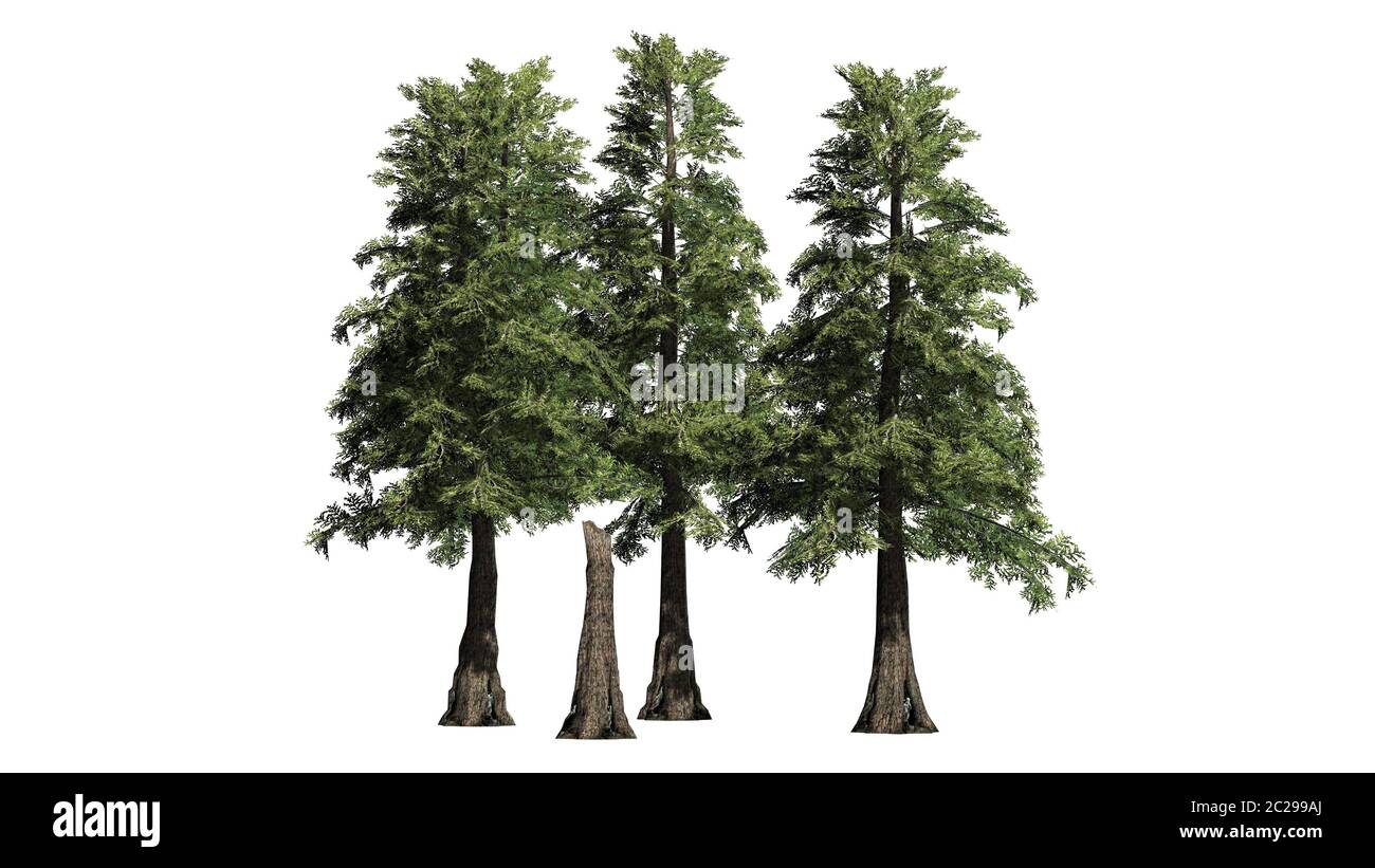 Several various Western Red Cedar trees - isolated on white background ...