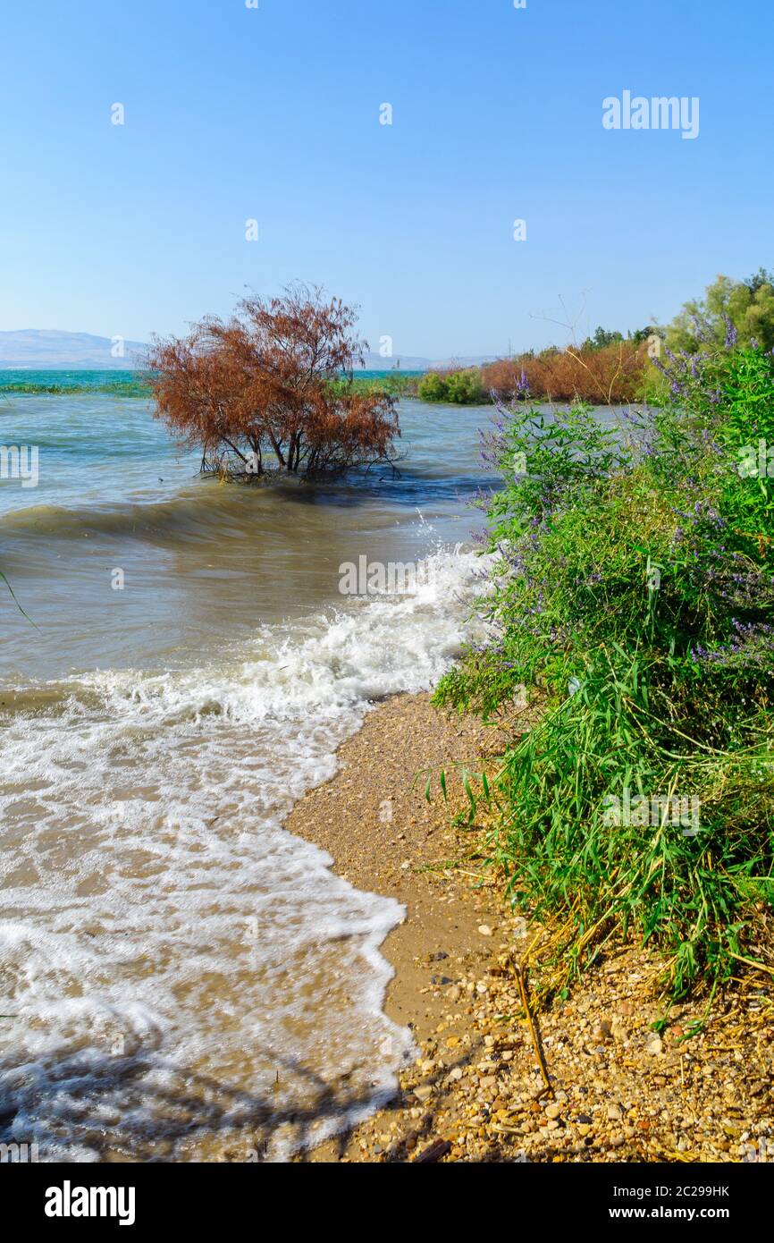 View of the east shore of the Sea of Galilee with high water level ...