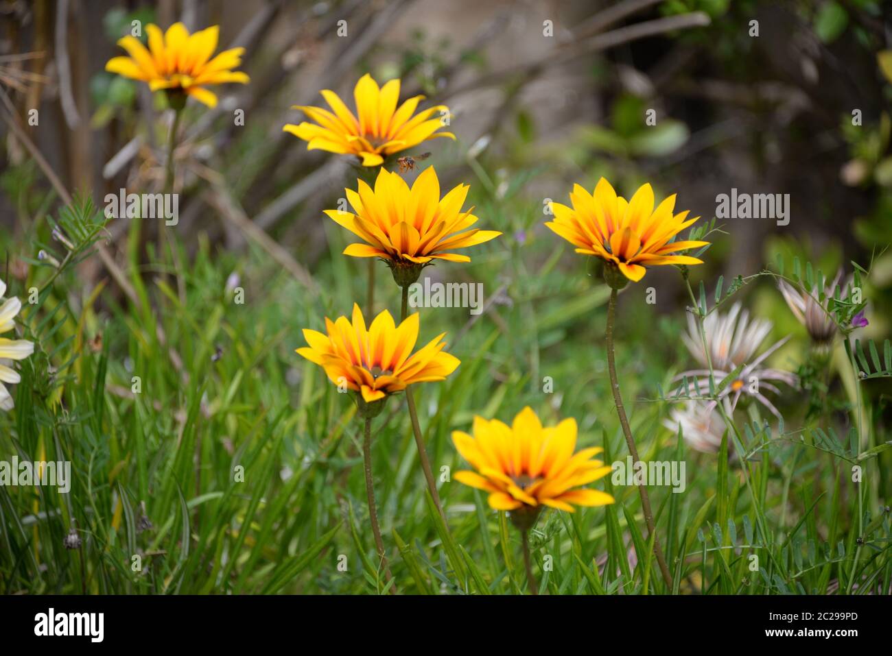 Spring flowers at the Costa Blanca, Spain Stock Photo - Alamy