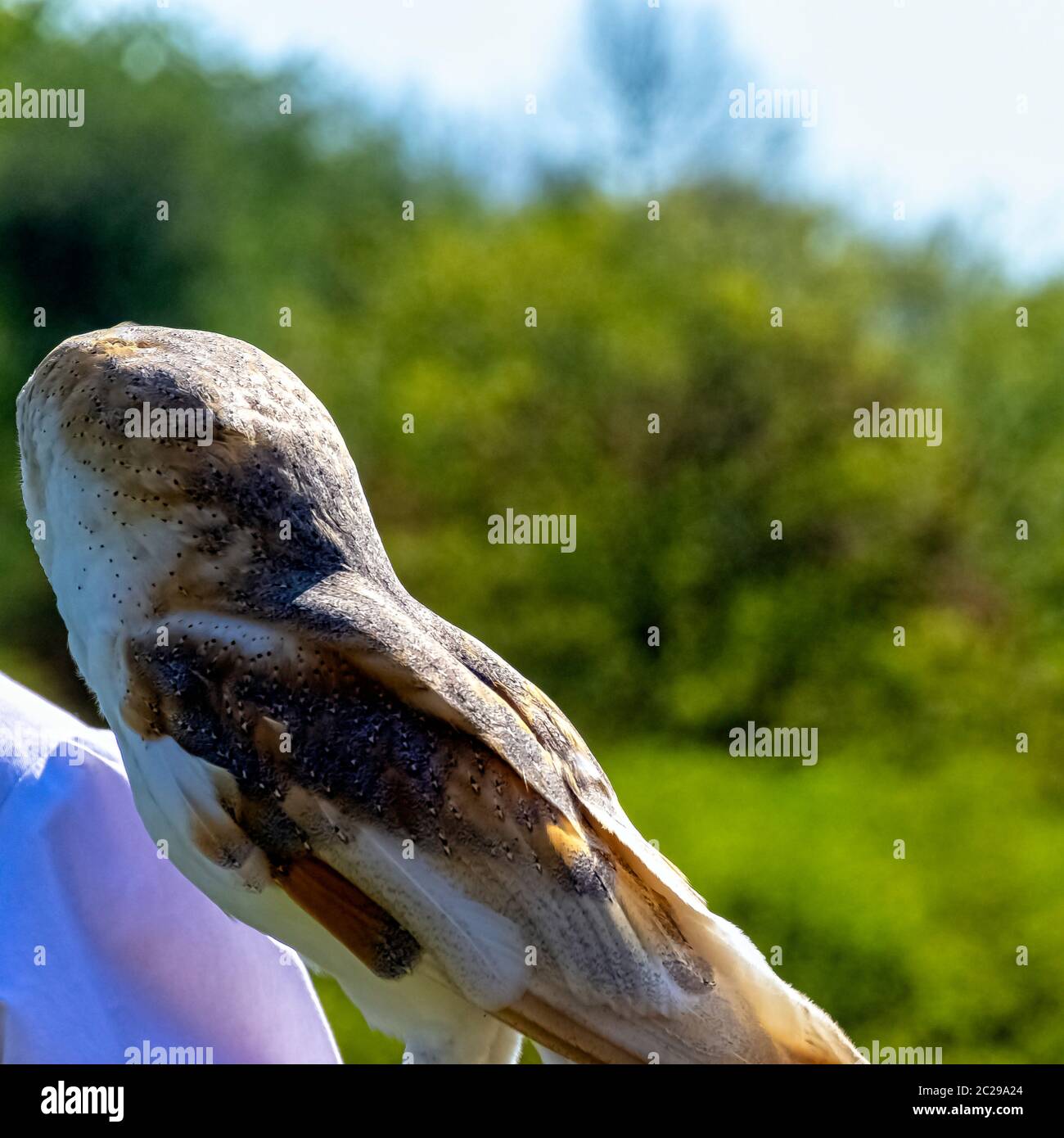 Barn Owl Blue Sky High Resolution Stock Photography and Images - Alamy
