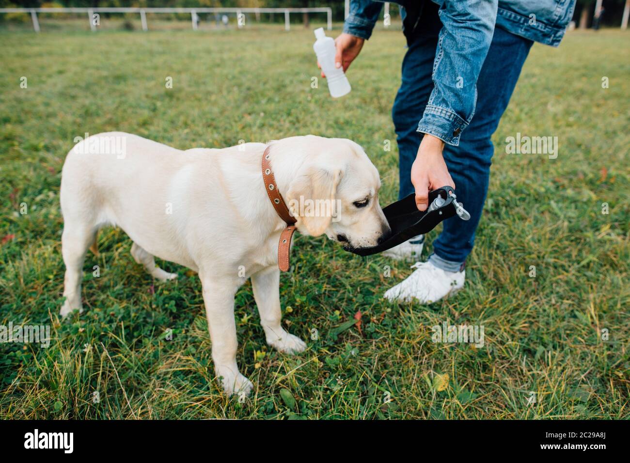 Labrador drinks water hi-res stock photography and images - Alamy